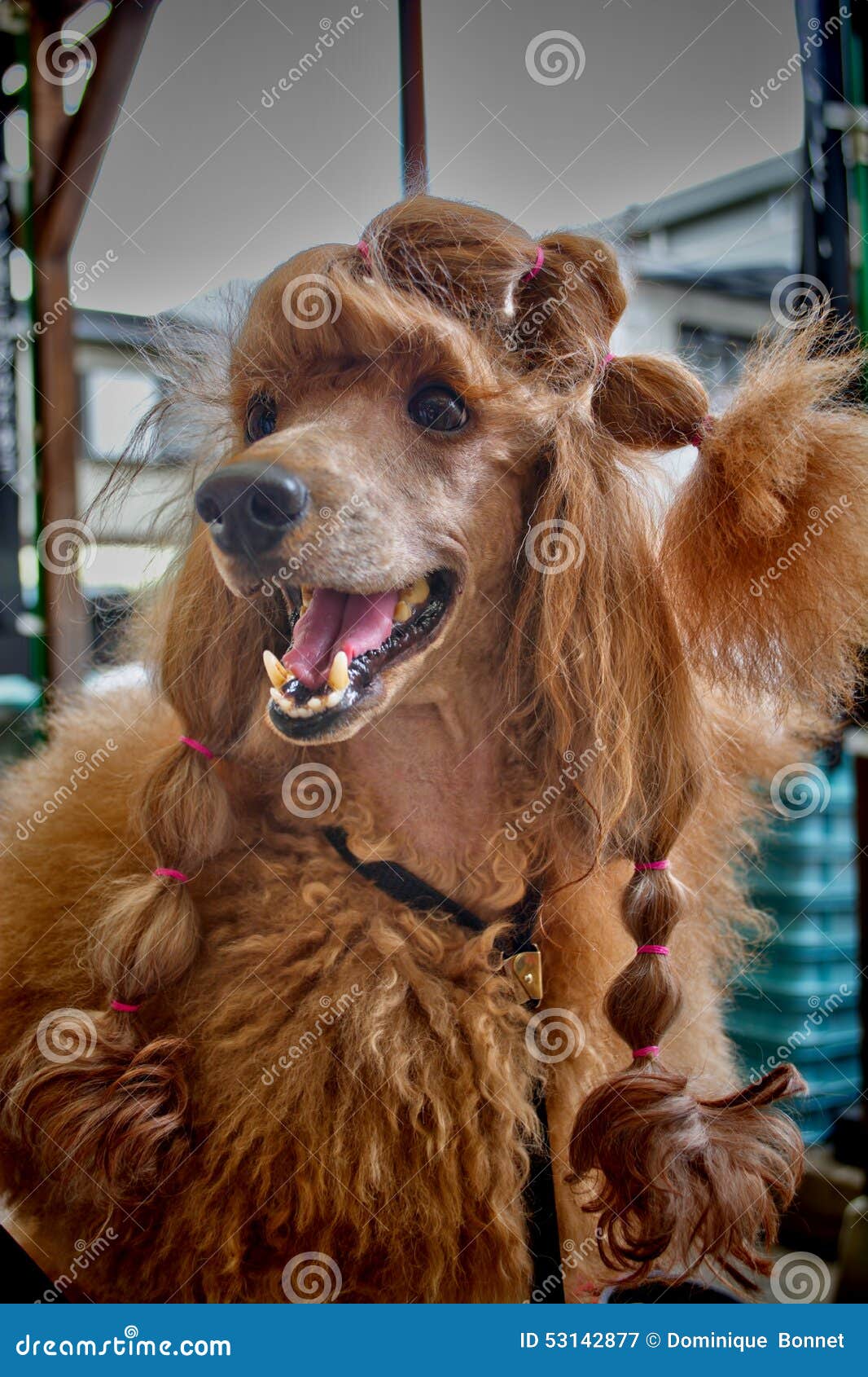 Dog with style stock image. Image of funny, ears, domestic - 53142877