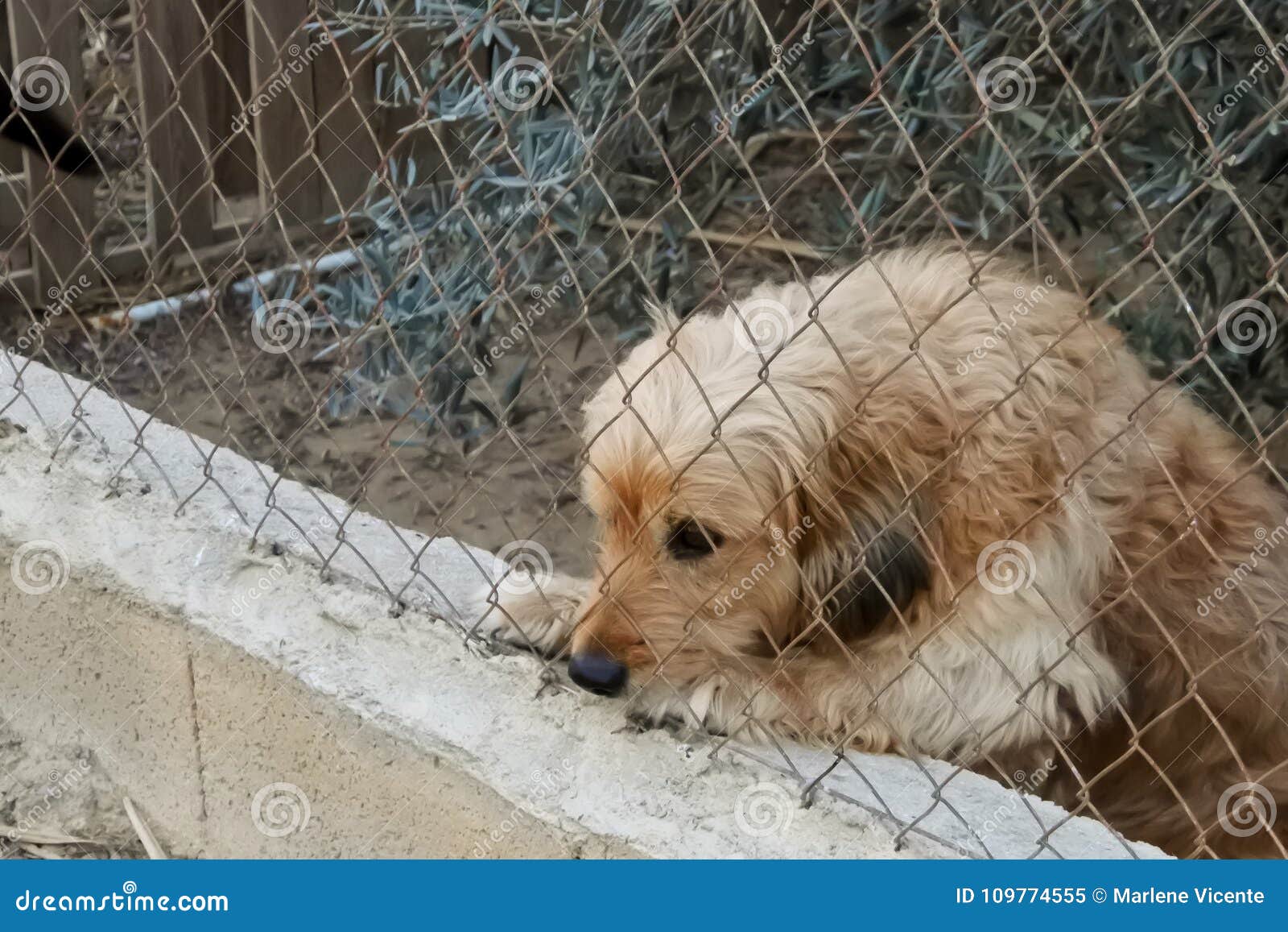 Dog submissive stock image. Image of ruta, spectator - 109774555