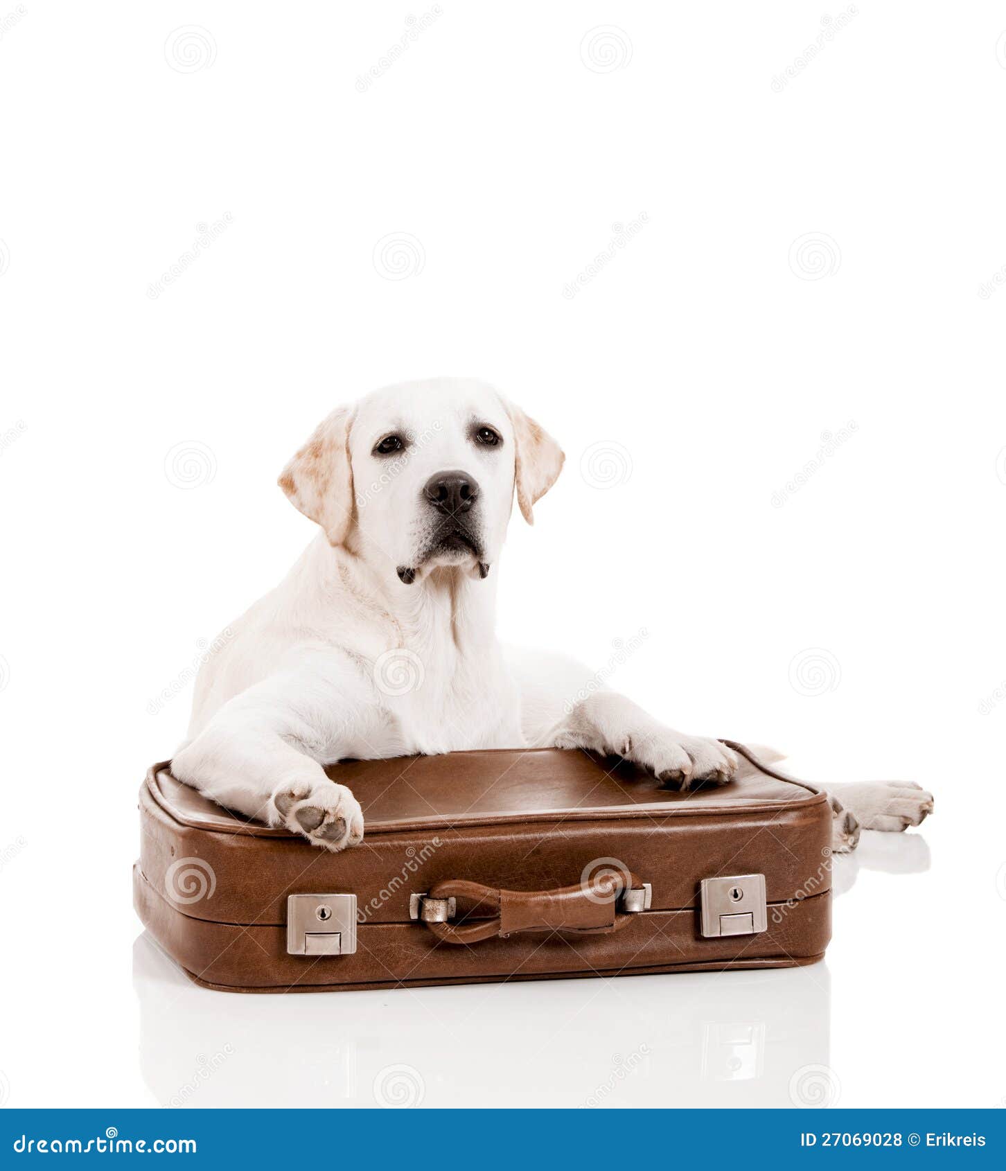Dog with a suitcase stock photo. Image of puppy, happy - 27069028