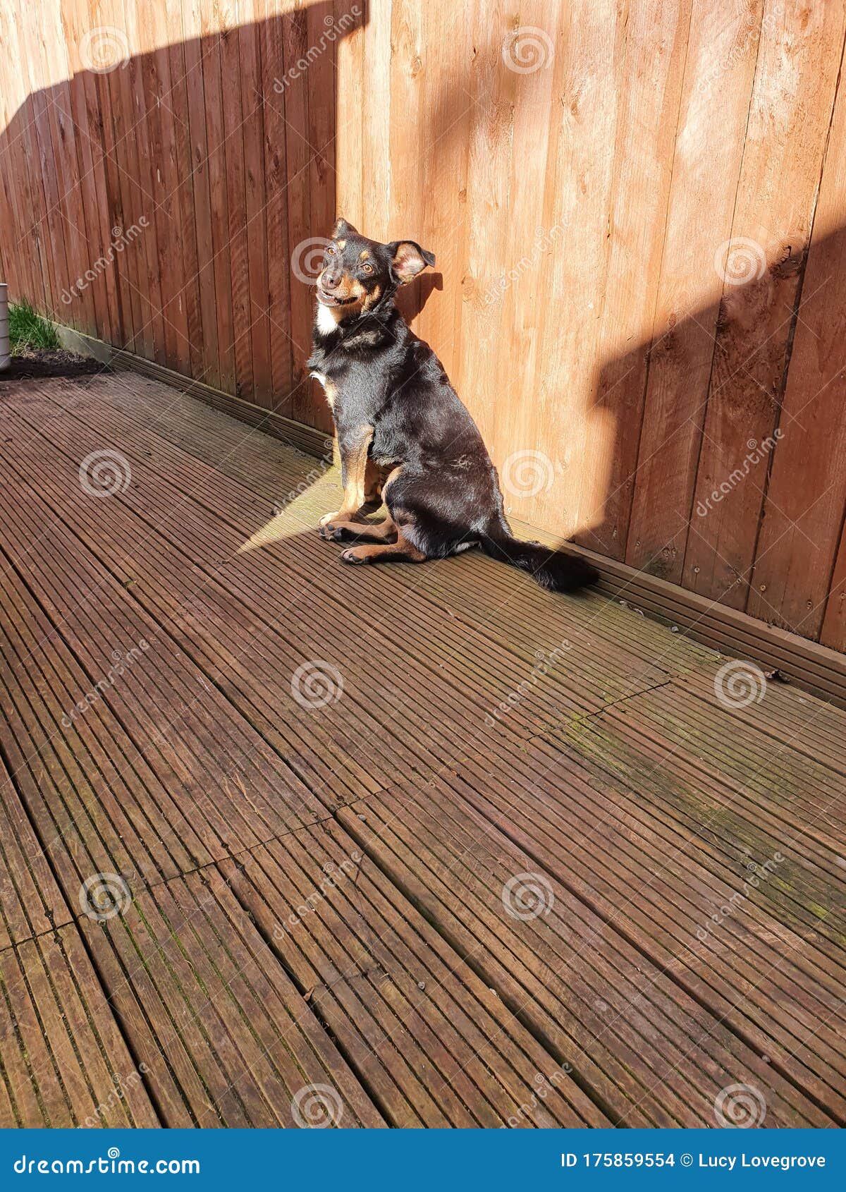 Dog in the sun stock photo. Image of pose, decking, garden - 175859554