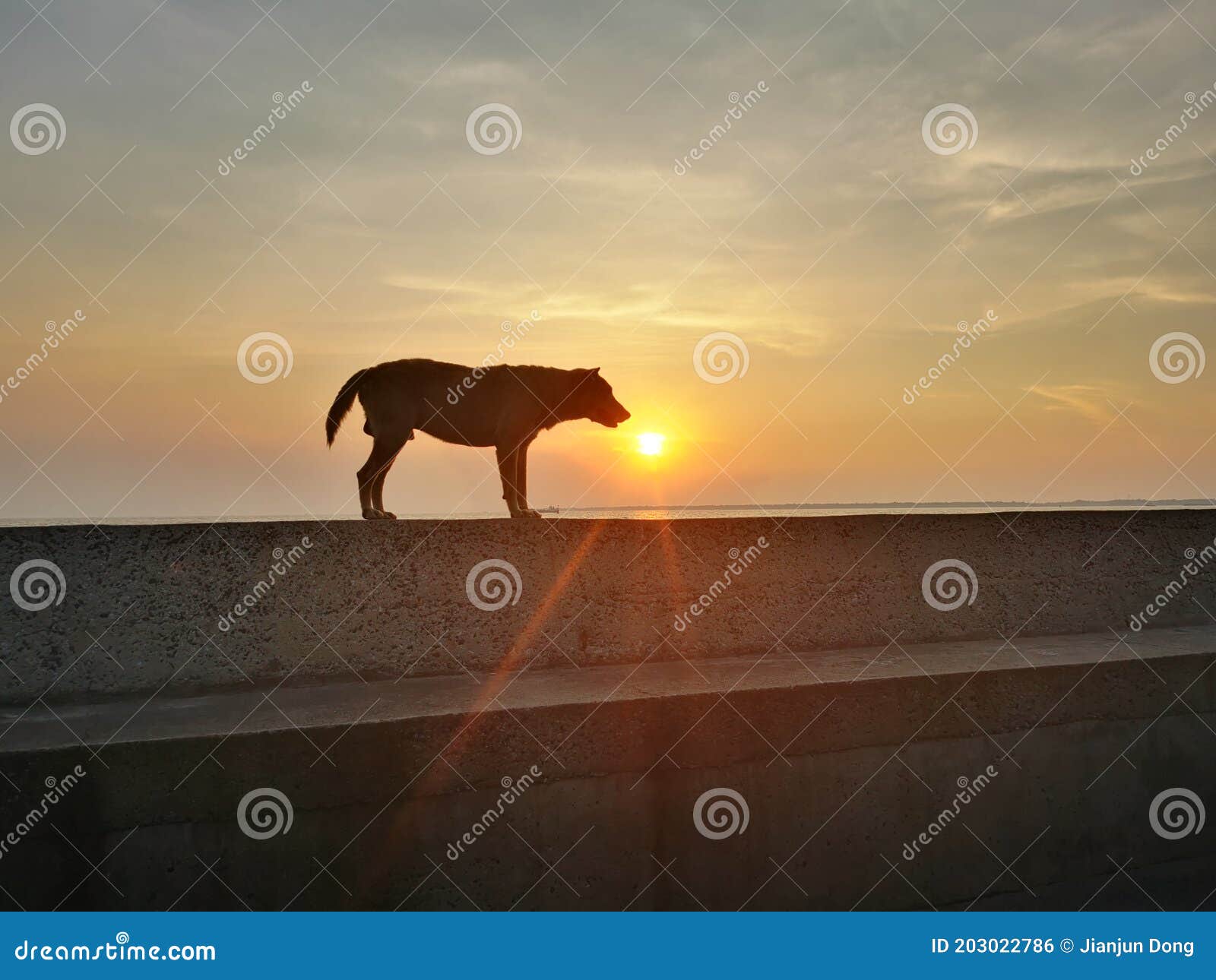Dog and sun stock photo. Image of beach, animal, dawn - 203022786