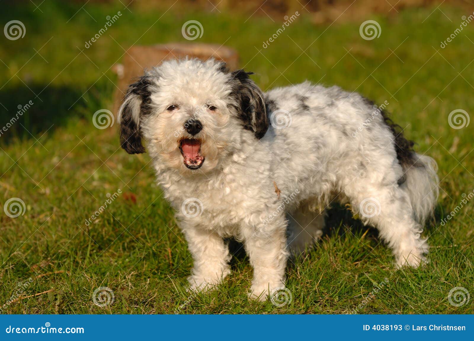 Dog in the sun stock image. Image of hair, furry, domestic - 4038193
