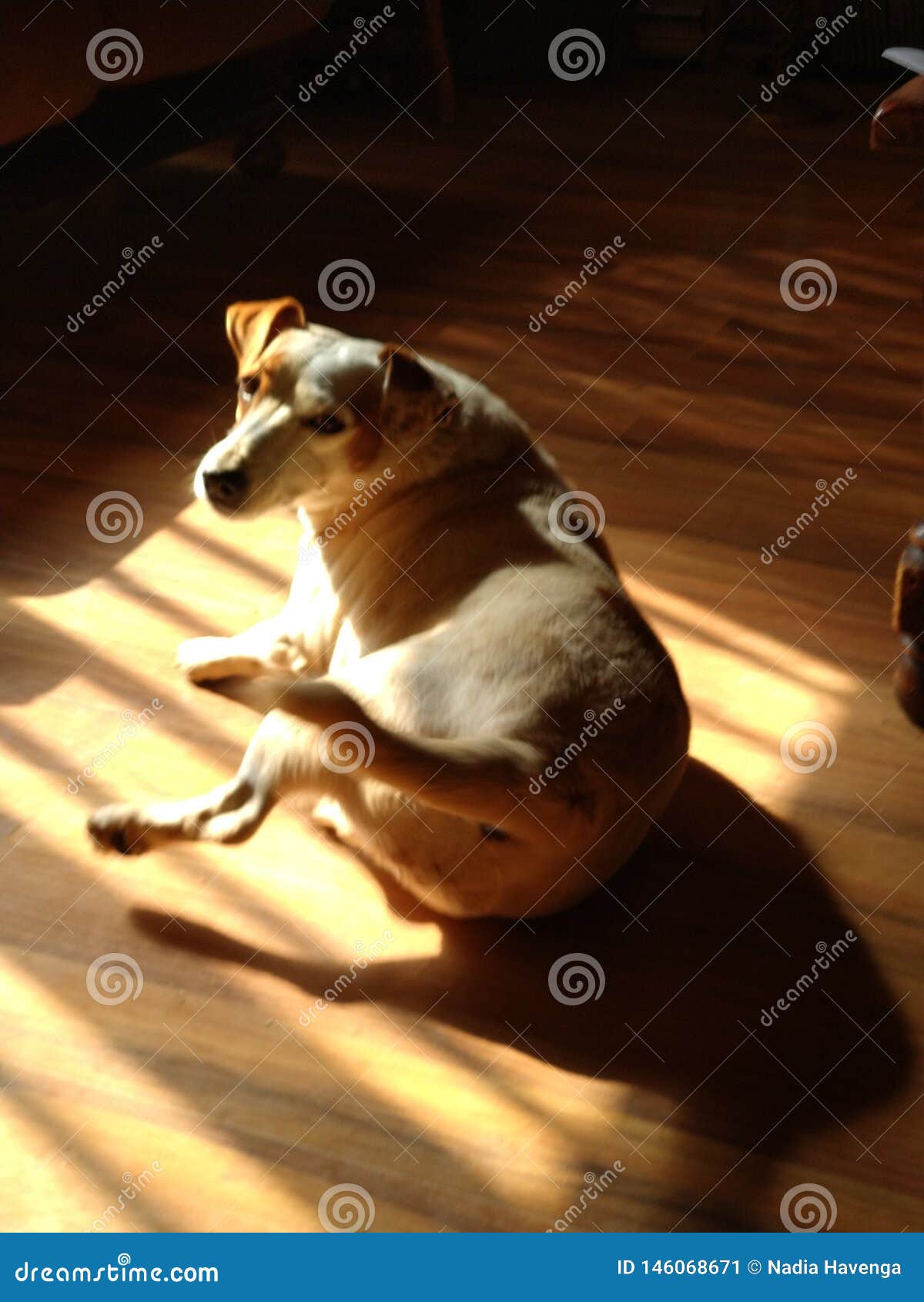 Dog sun shadows pet cute stock image. Image of shadows - 146068671