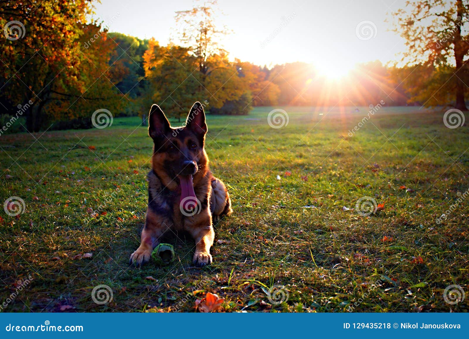 Dog with Sun Summer Spring Sunset Stock Photo - Image of happy, spring ...