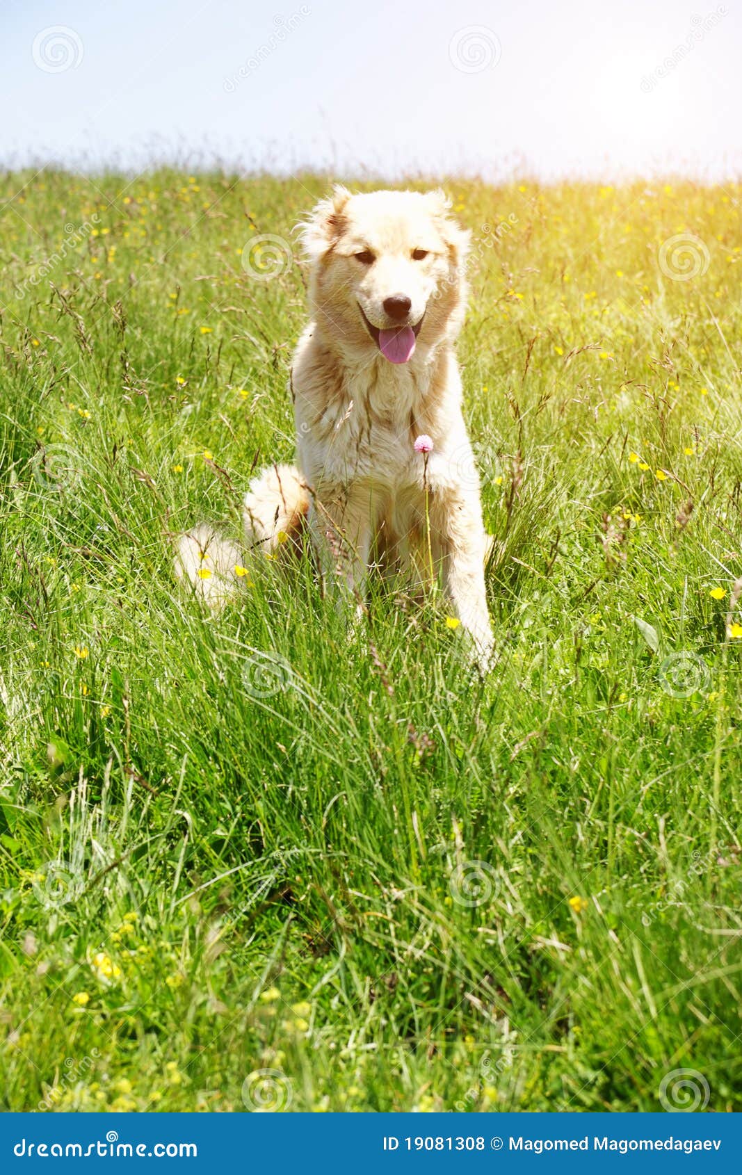 Dog in sunlight stock photo. Image of green, mountains - 19081308