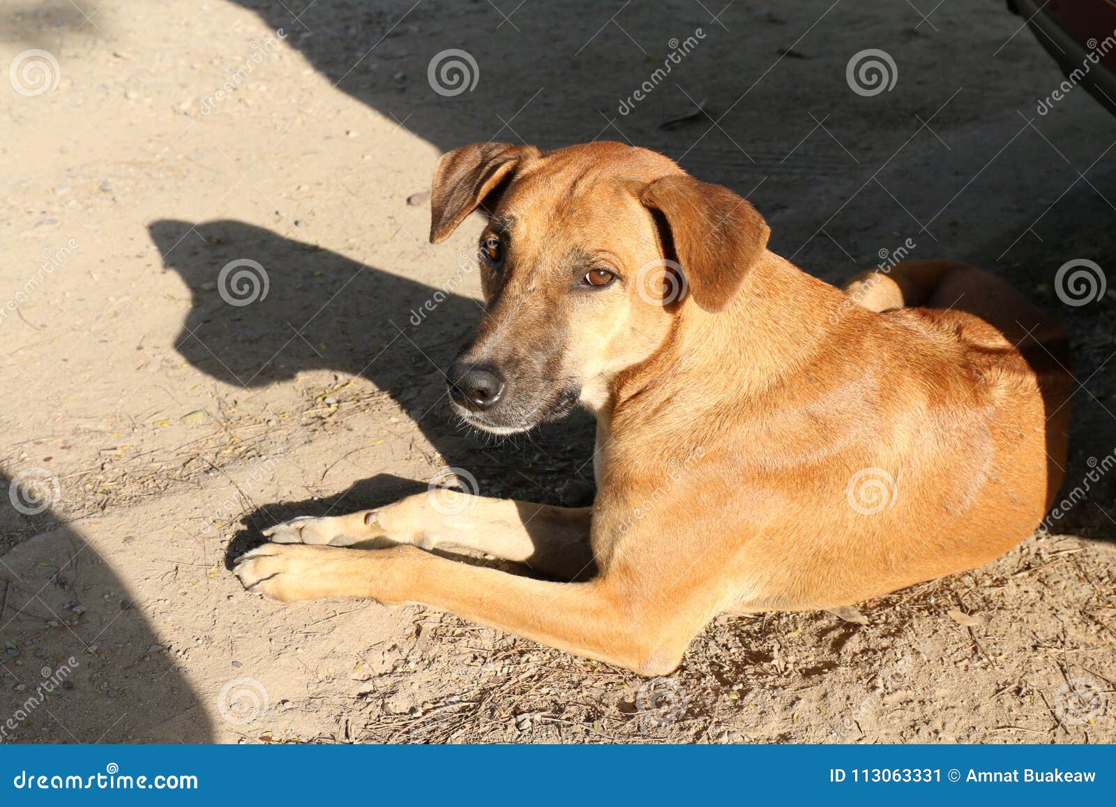 Dog Sunning, a Dog Brown Healthy and Cute Stock Image - Image of alone ...