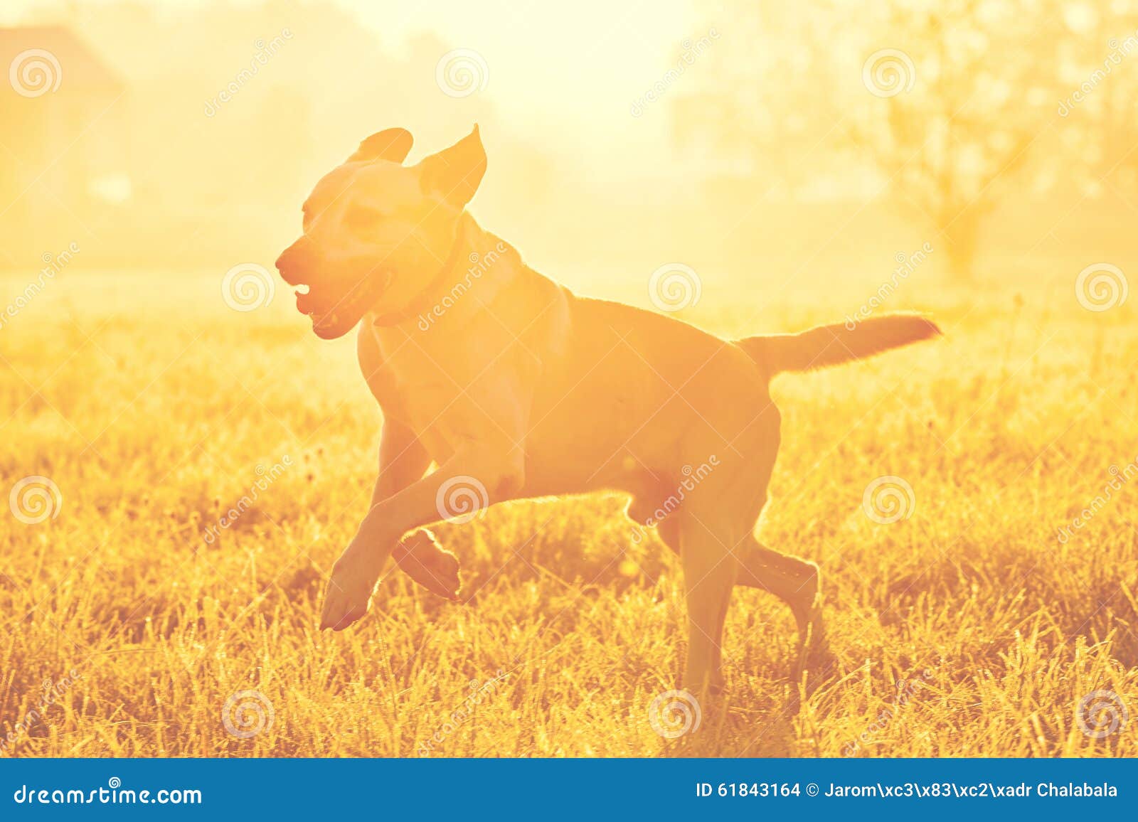 Dog at the sunrise stock photo. Image of countryside - 61843164