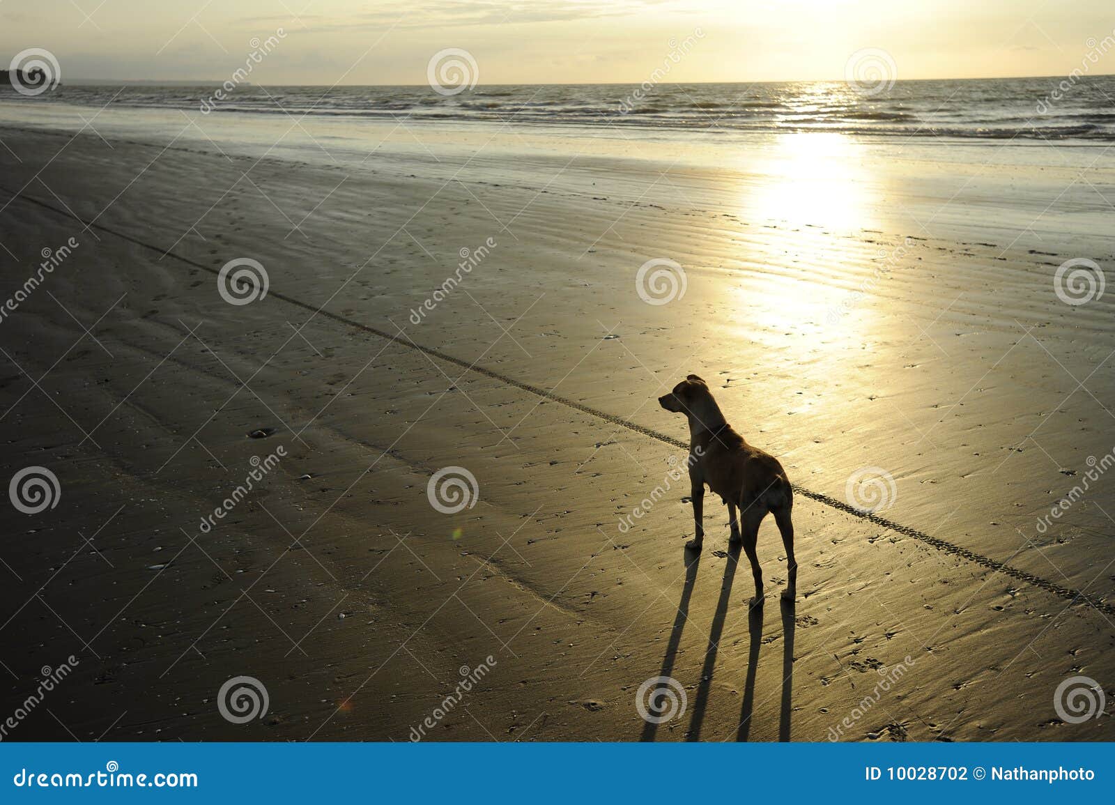 Dog at sunset stock photo. Image of animal, shore, water - 10028702