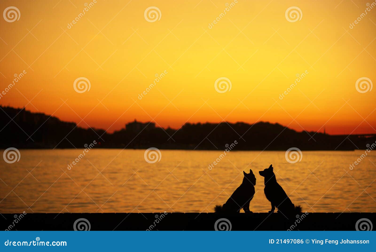 Dog at sunset stock photo. Image of orange, night, nature - 21497086