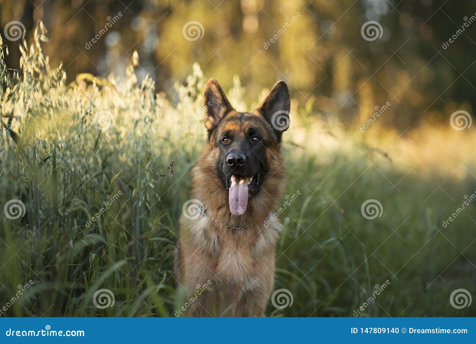 Dog at sunset in the field stock photo. Image of green - 147809140