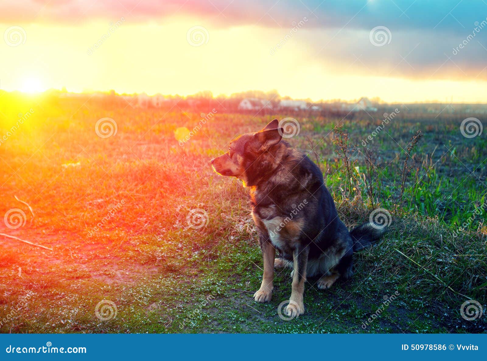 Dog at sunset stock photo. Image of sunrise, green, clouds - 50978586