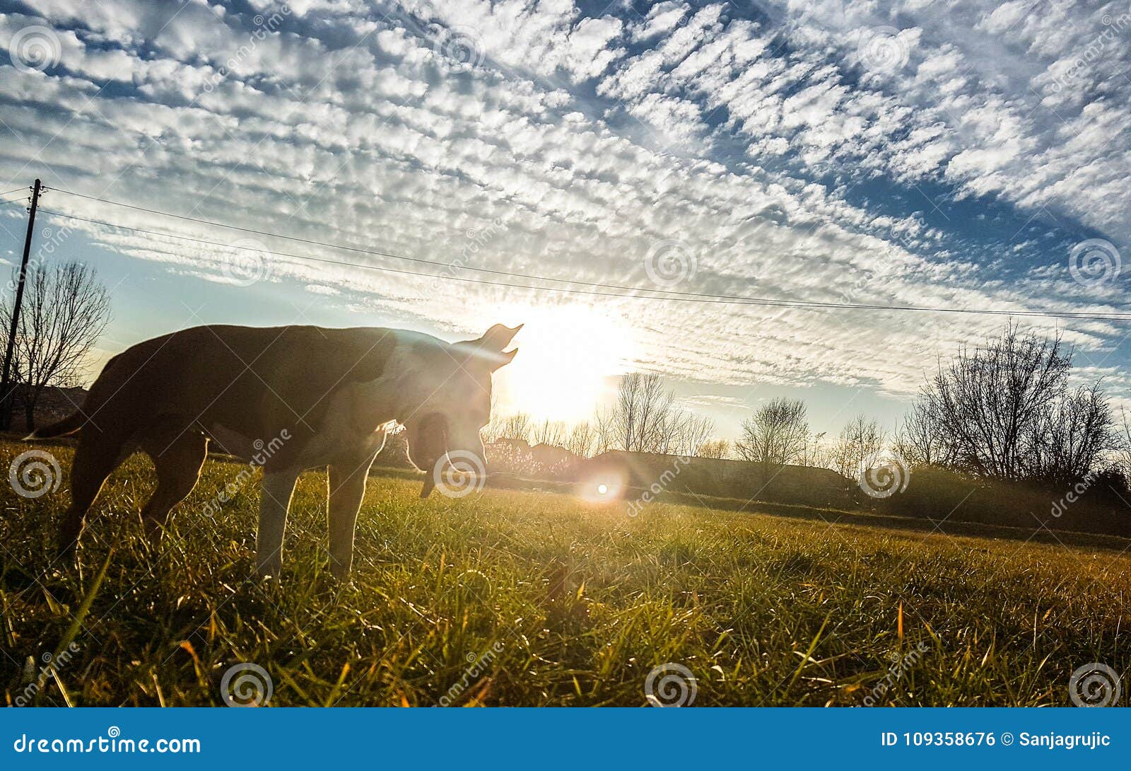 Dog at sunset stock photo. Image of overcast, cheerful - 109358676