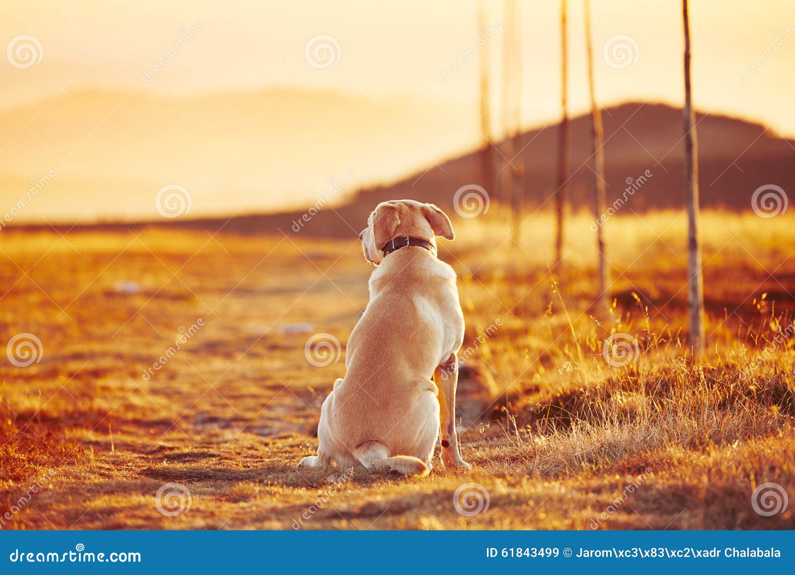 Dog at the sunset stock image. Image of obedience, joureny - 61843499