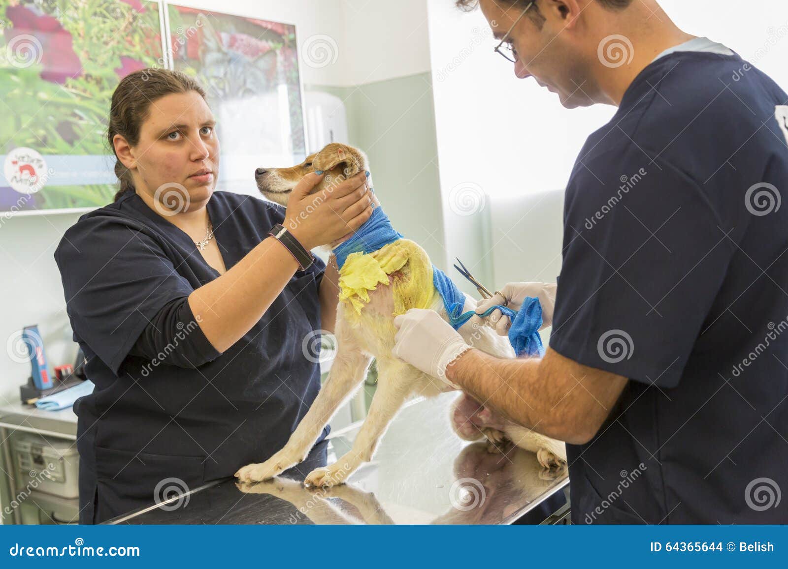 Dog Surgery Preparation Stock Photos - Free & Royalty-Free Stock Photos ...