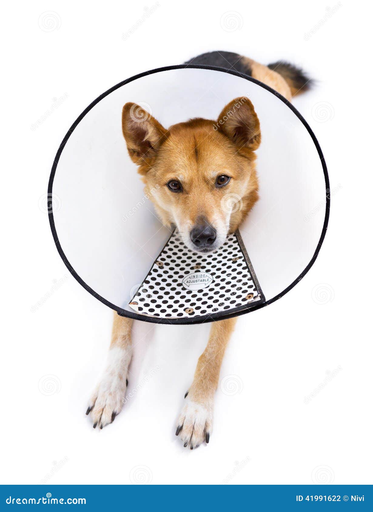 Cute Dog with Protective Hood after Surgery Stock Photo - Image of ...