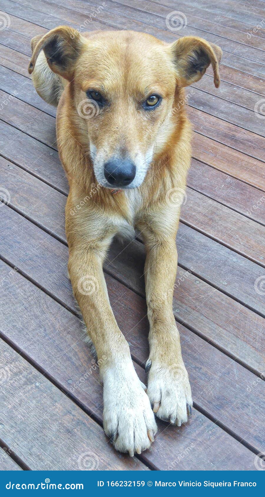 Dog with Suspicious Look at the Photographer Stock Image - Image of ...