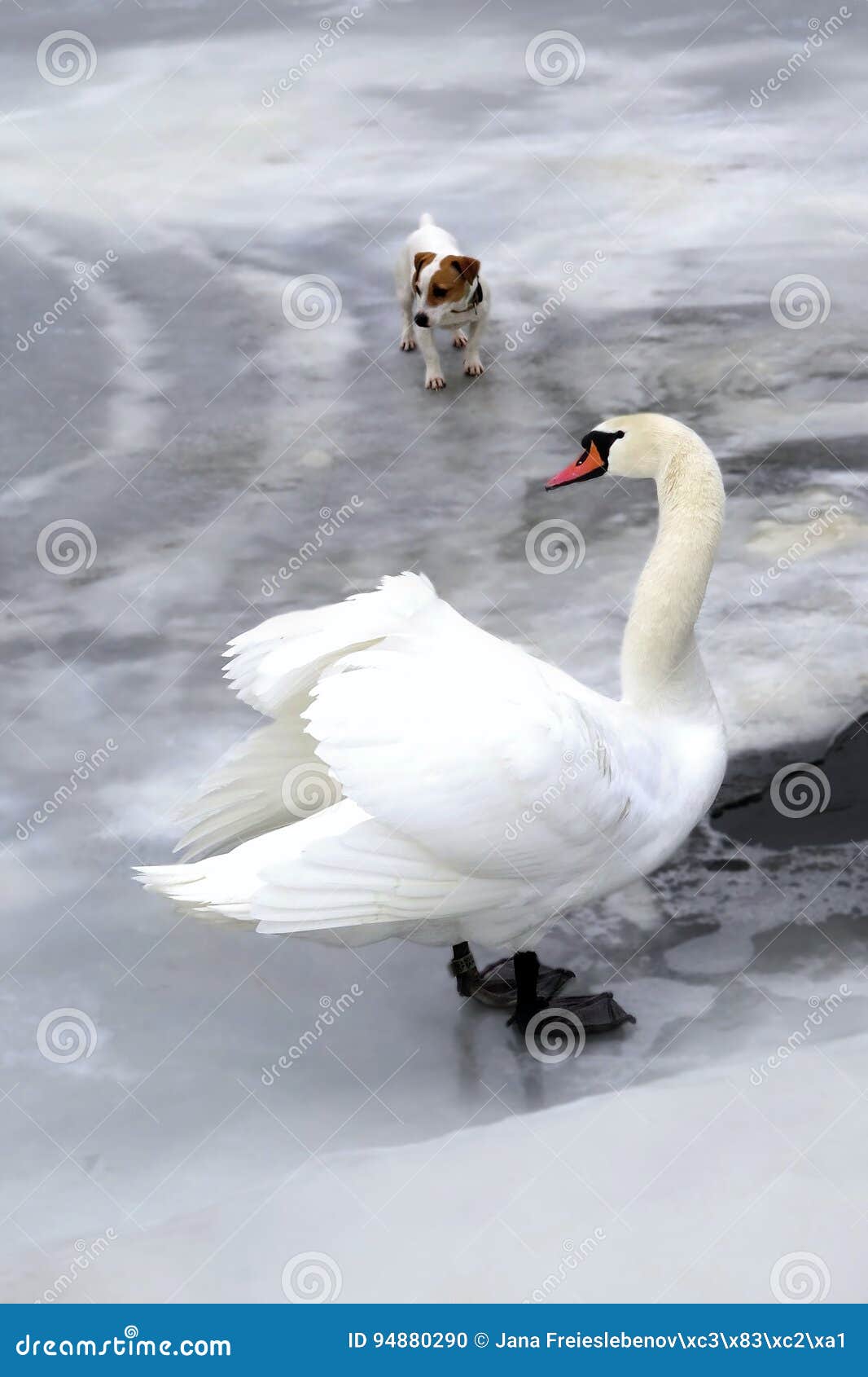 Dog and Swan stock photo. Image of funny, hairy, curious - 94880290