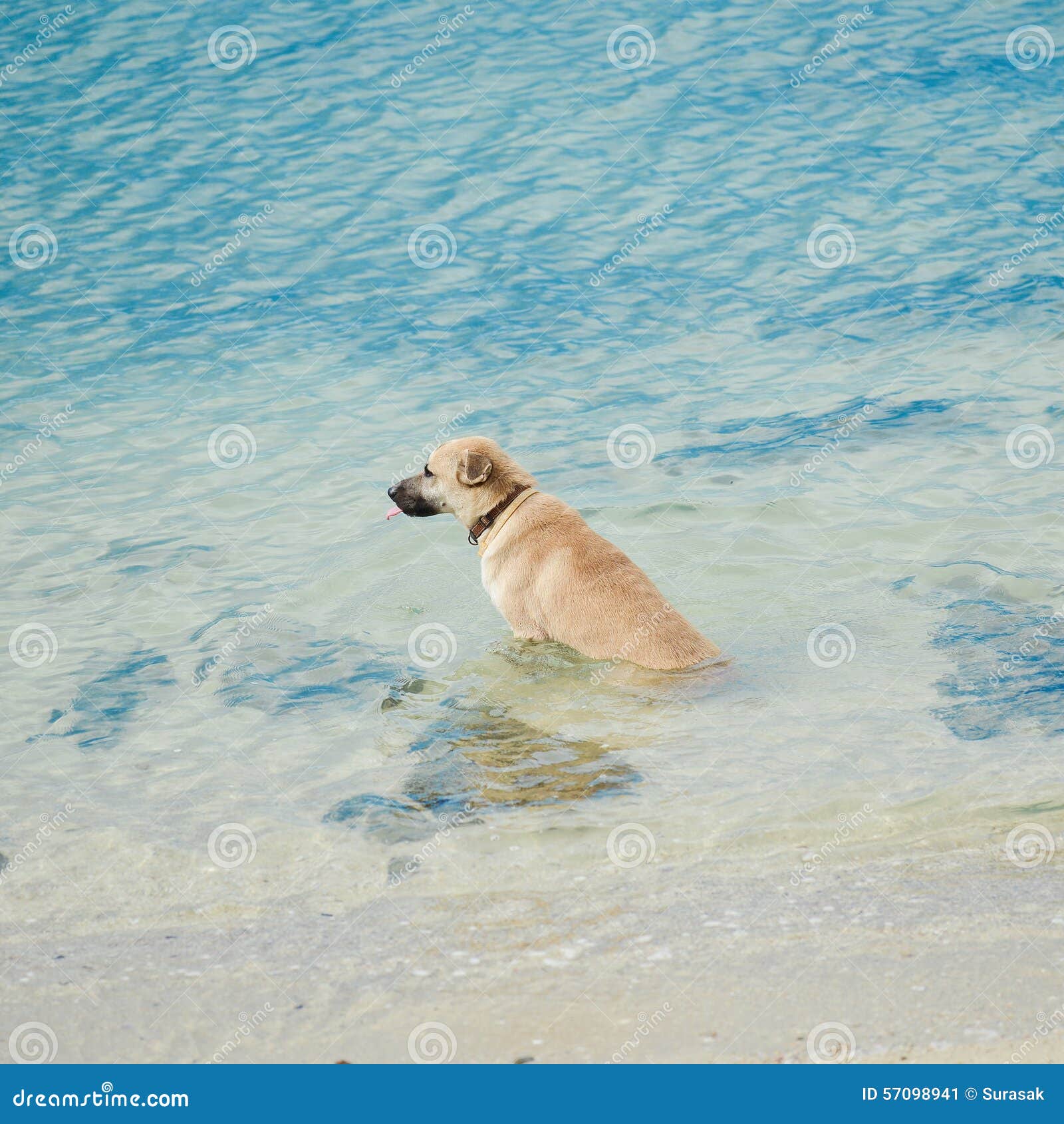 Dog swim beach stock image. Image of domestic, outside - 57098941