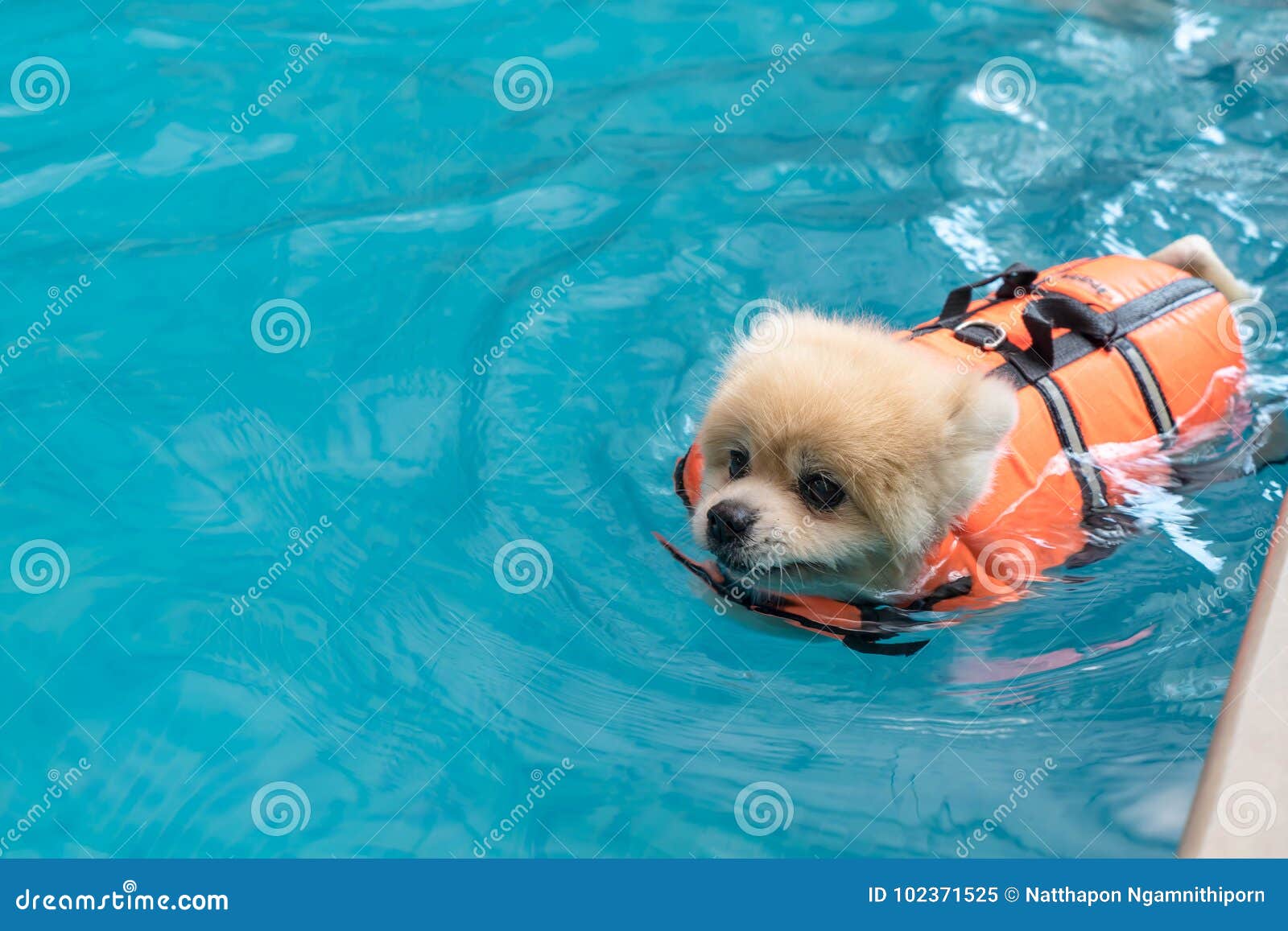 Can Dogs Swim In Public Pools