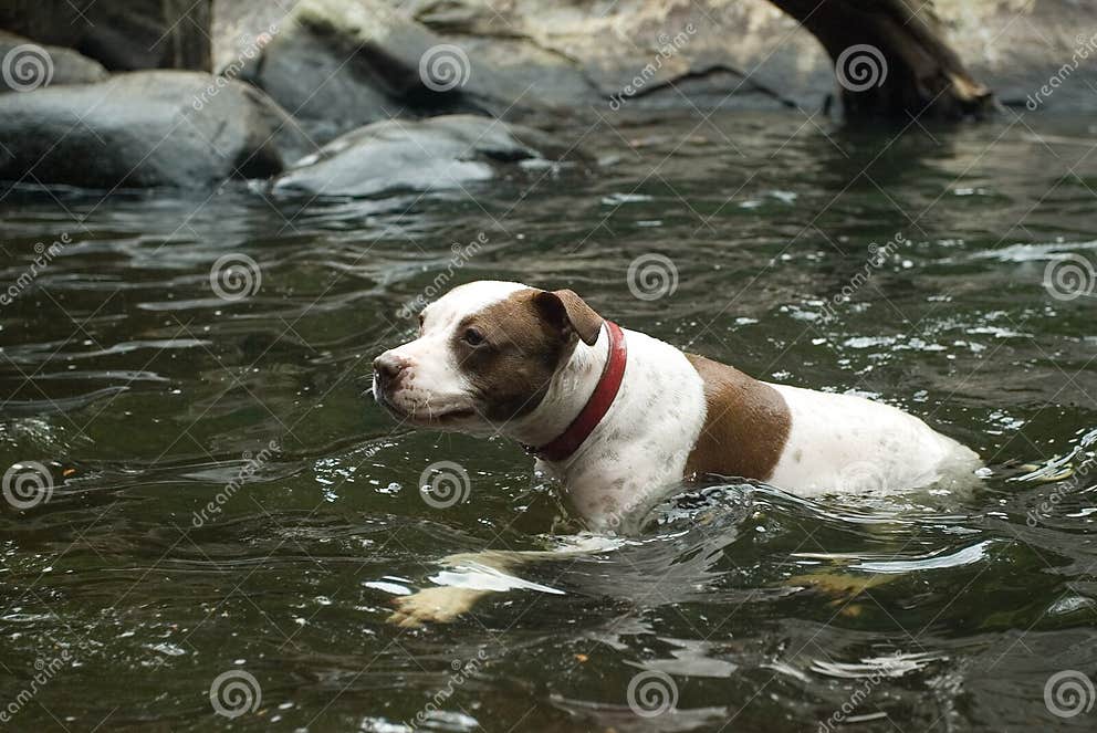 Dog swimming in a river stock image. Image of collar - 11248921