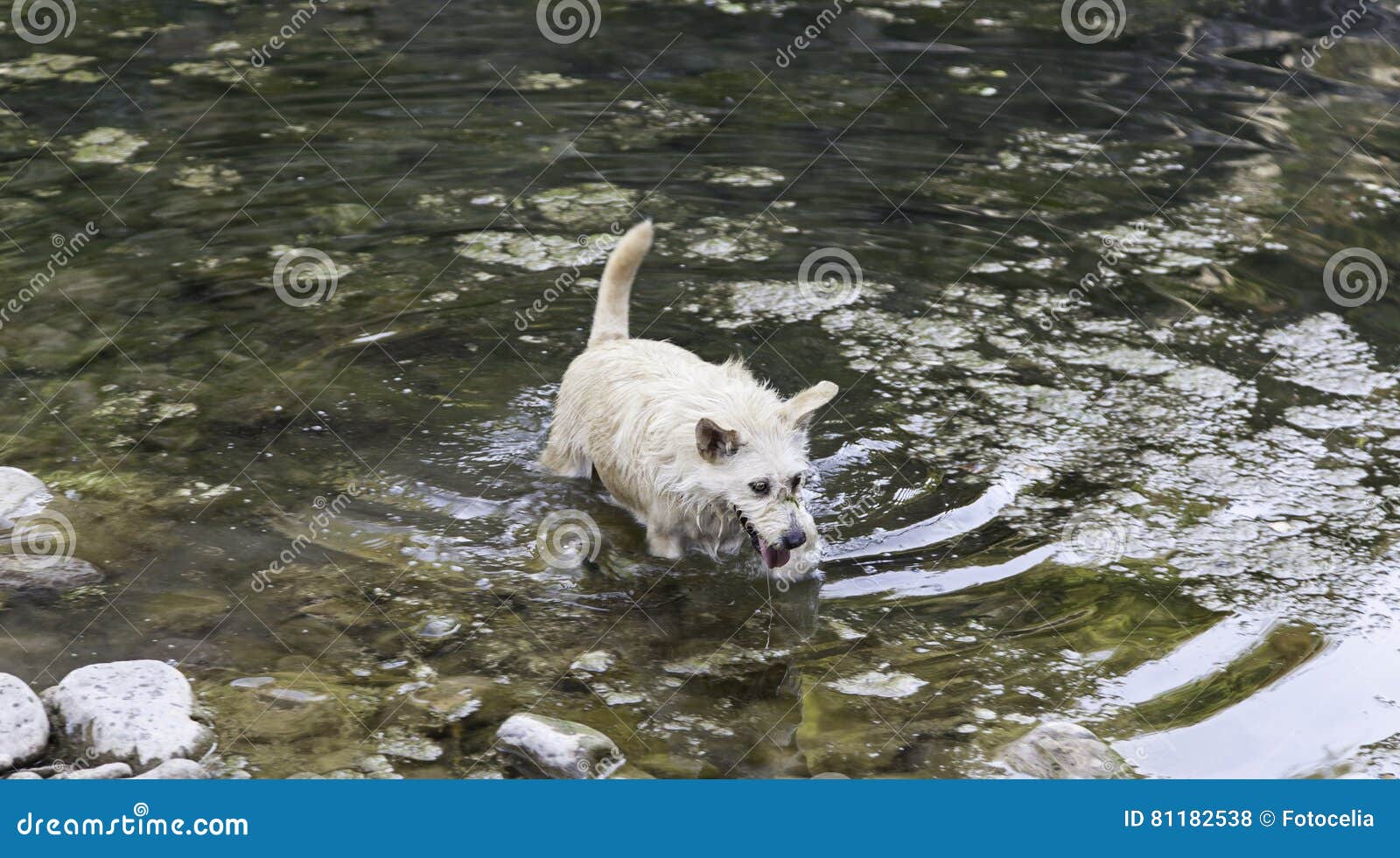 Dog swimming river stock photo. Image of active, playful - 81182538