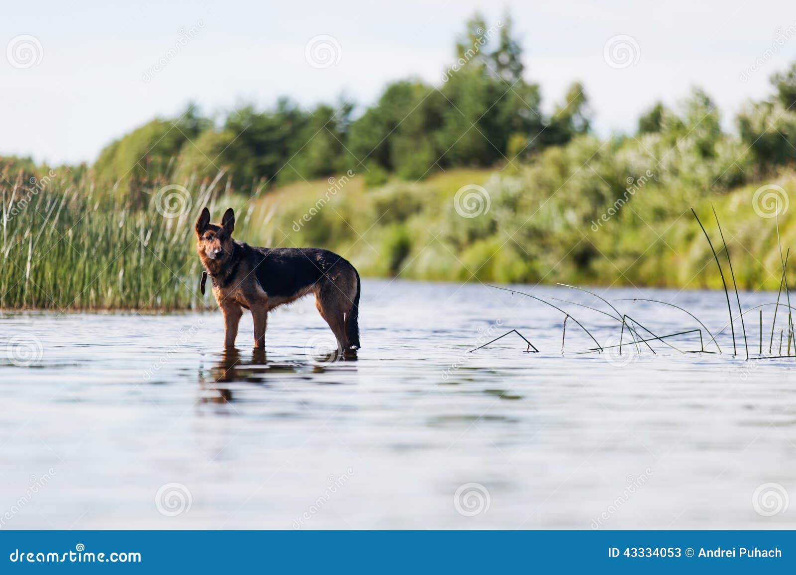 Dog swimming in the river stock image. Image of activity - 43334053