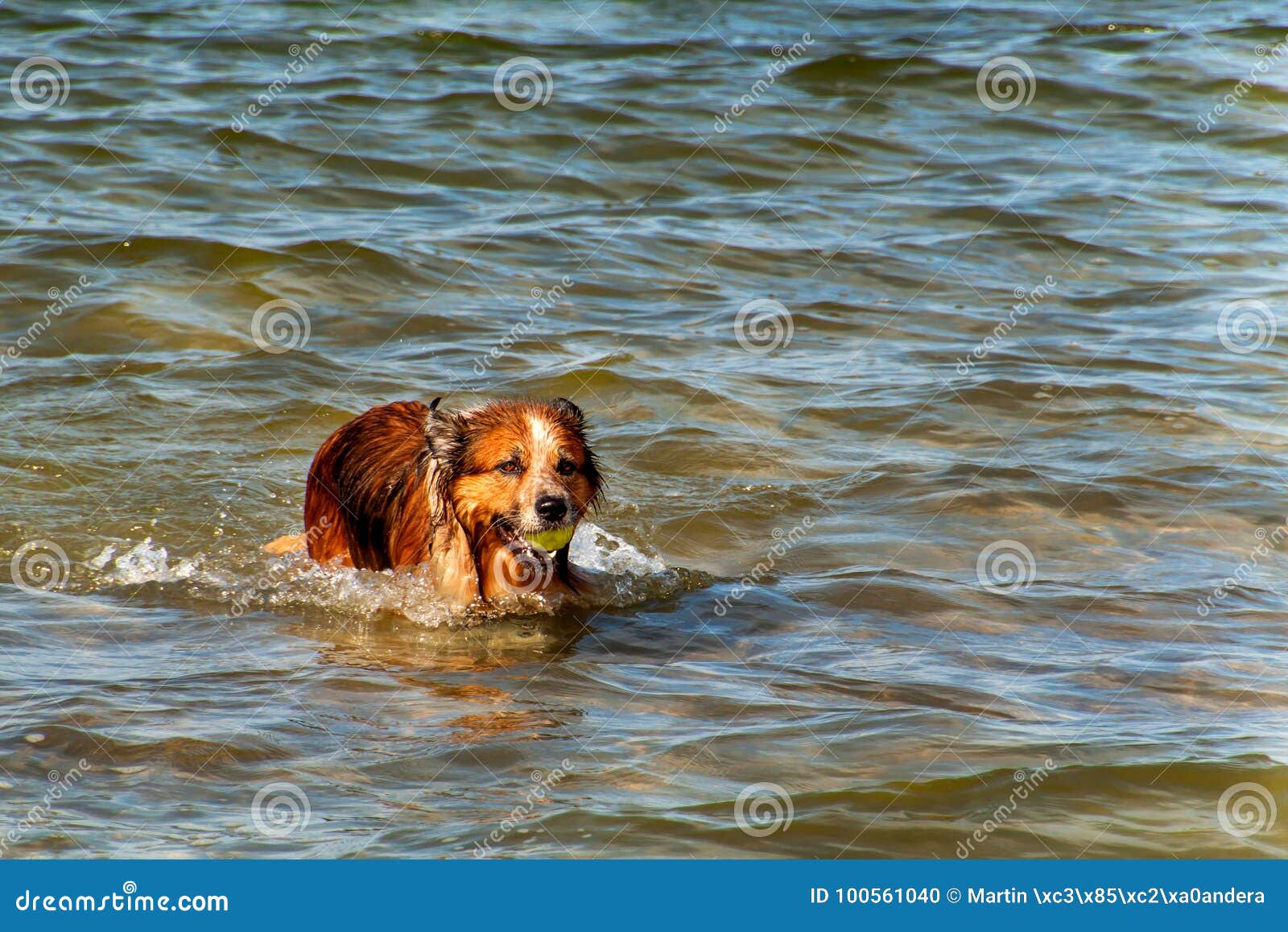 Dog Swims in the Sea. the Dog is Playing in the Waves of the Baltic Sea ...