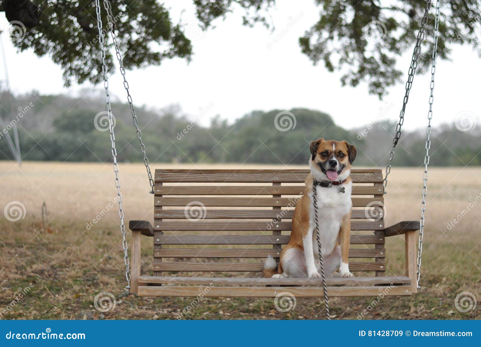 Dog in Swing stock image. Image of puggle, bench, swing - 81428709