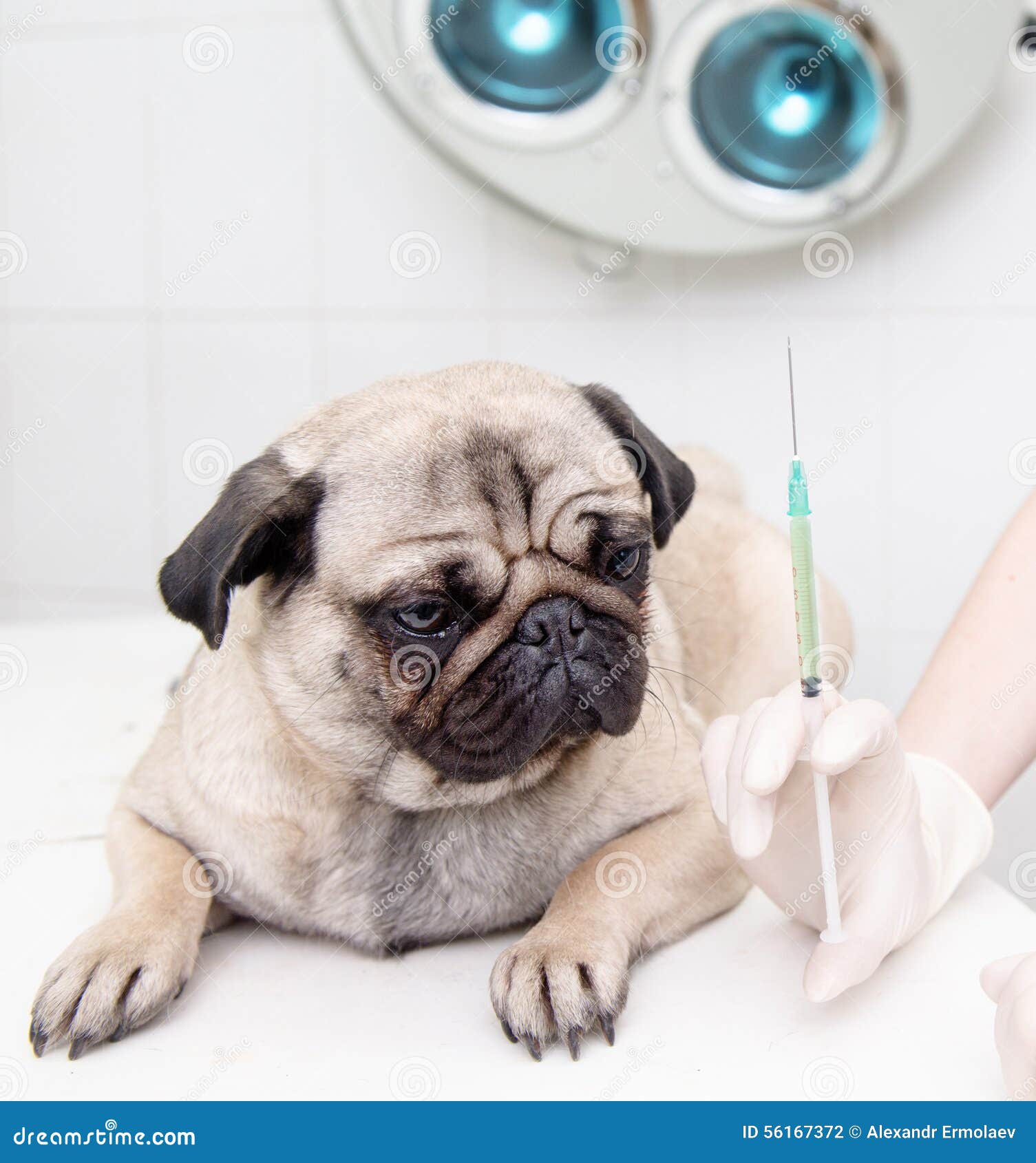 Dog with a Syringe in a Veterinary Clinic Stock Photo - Image of female ...