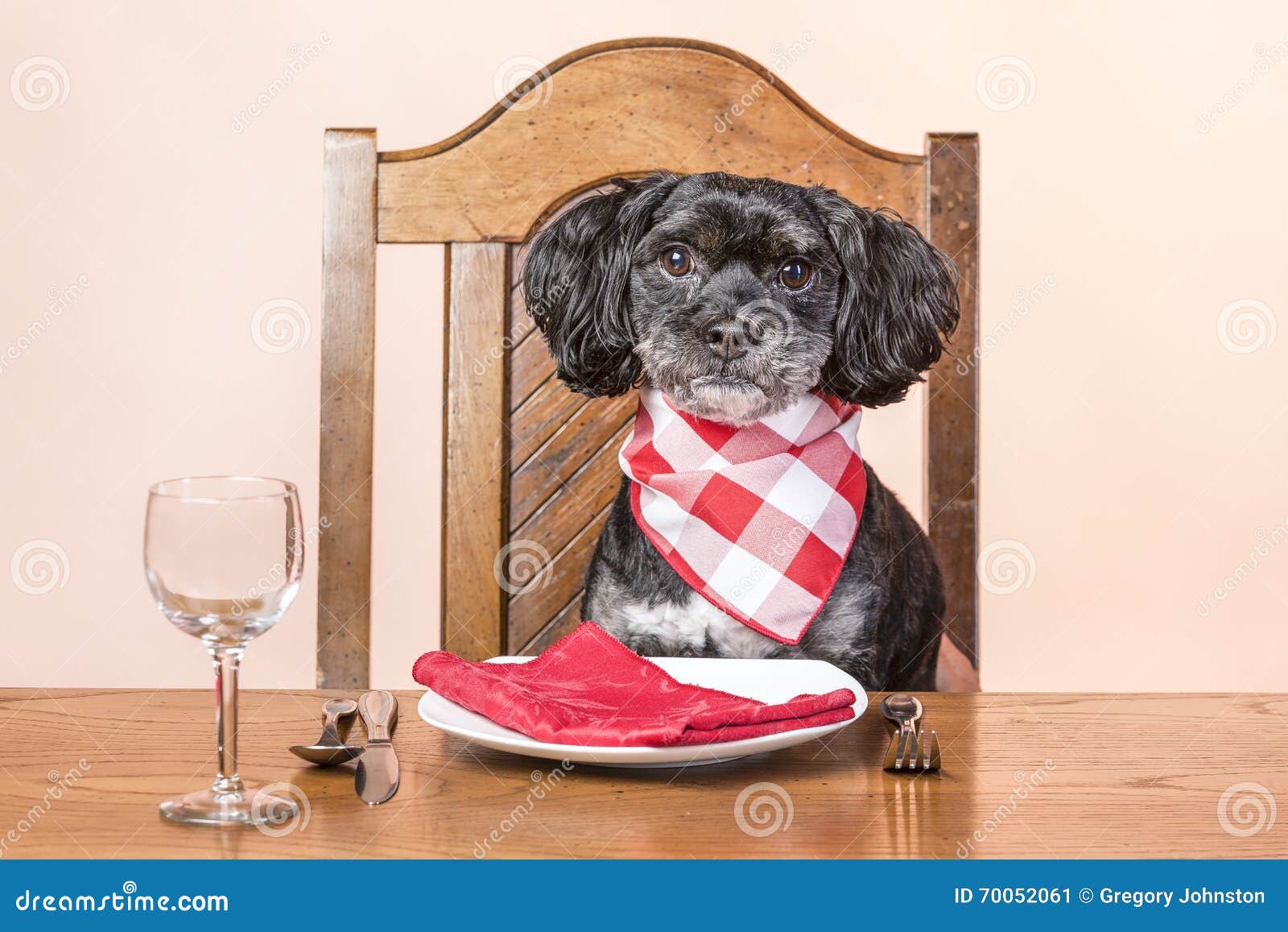 Dog at the table. stock image. Image of chair, lhasa - 70052061