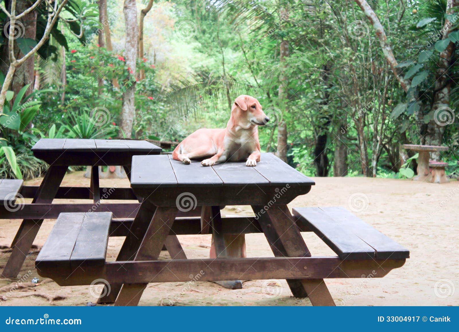 Dog on table stock image. Image of anticipating, wooden - 33004917