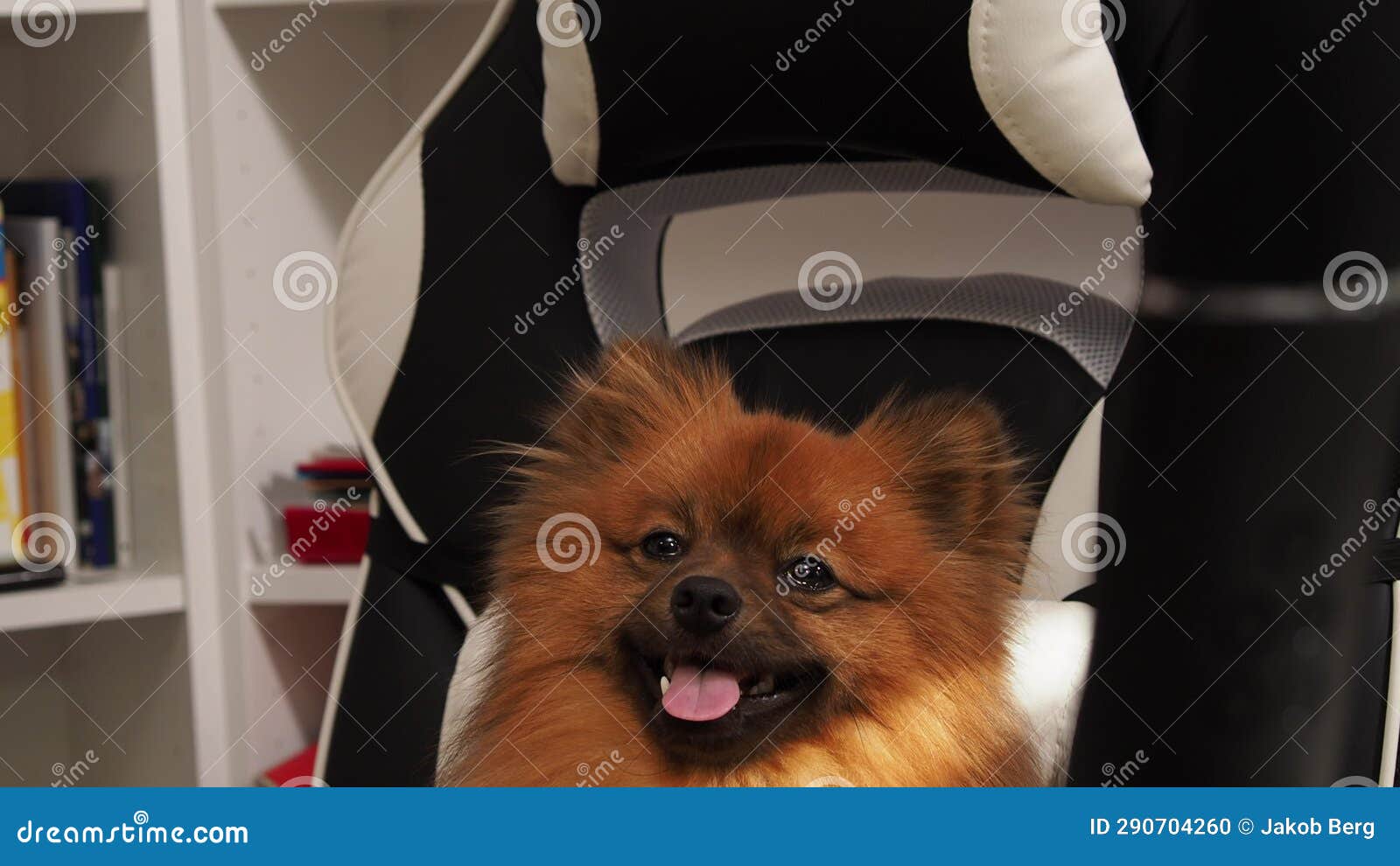 The Dog at the Table Works at the Computer. Stock Footage - Video of ...