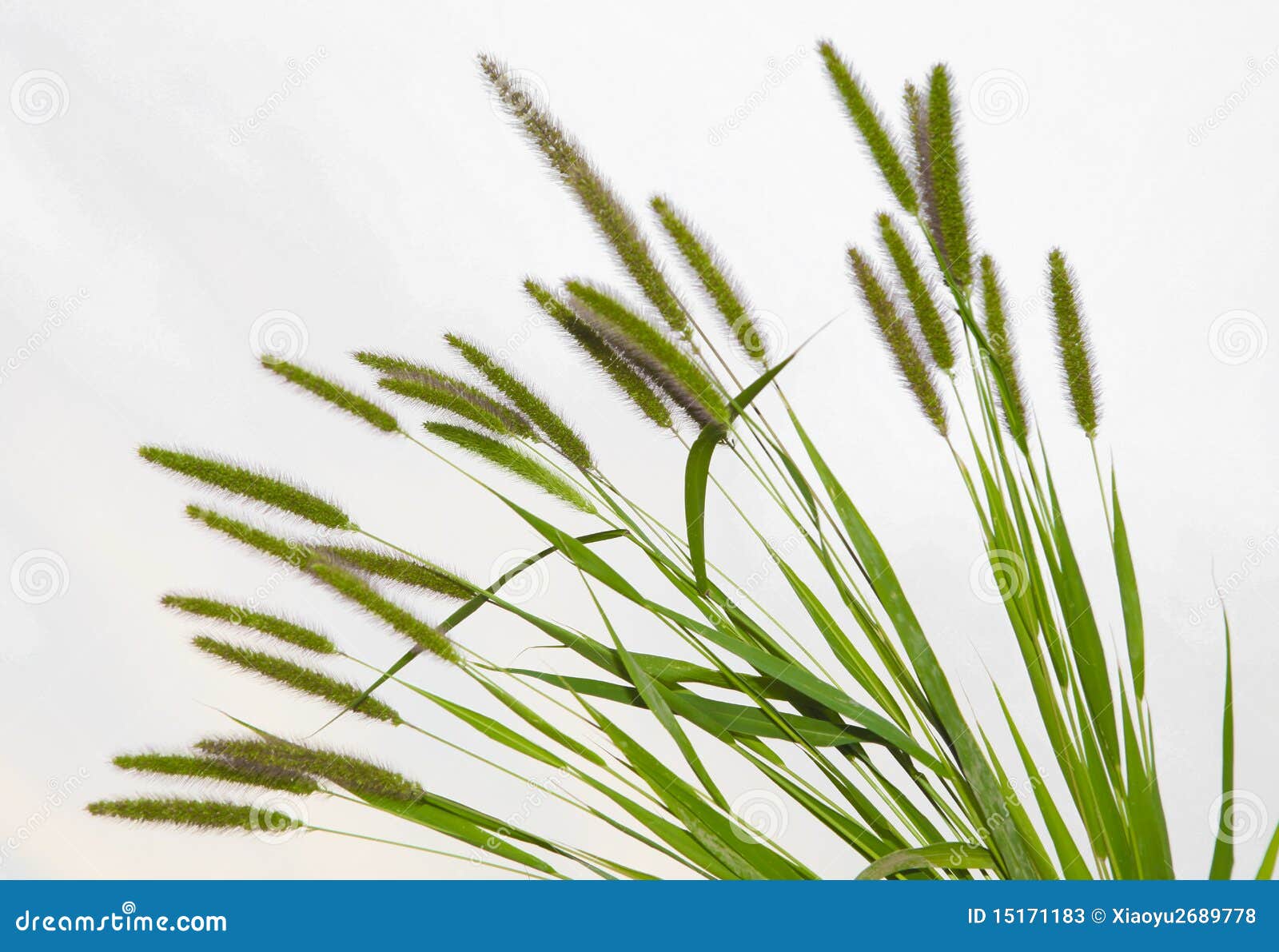 Dog's Tail Grass Stock Image | CartoonDealer.com #58940755