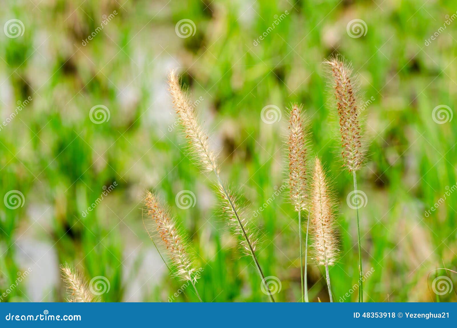 Dog tail grass stock photo. Image of life, existence - 48353918