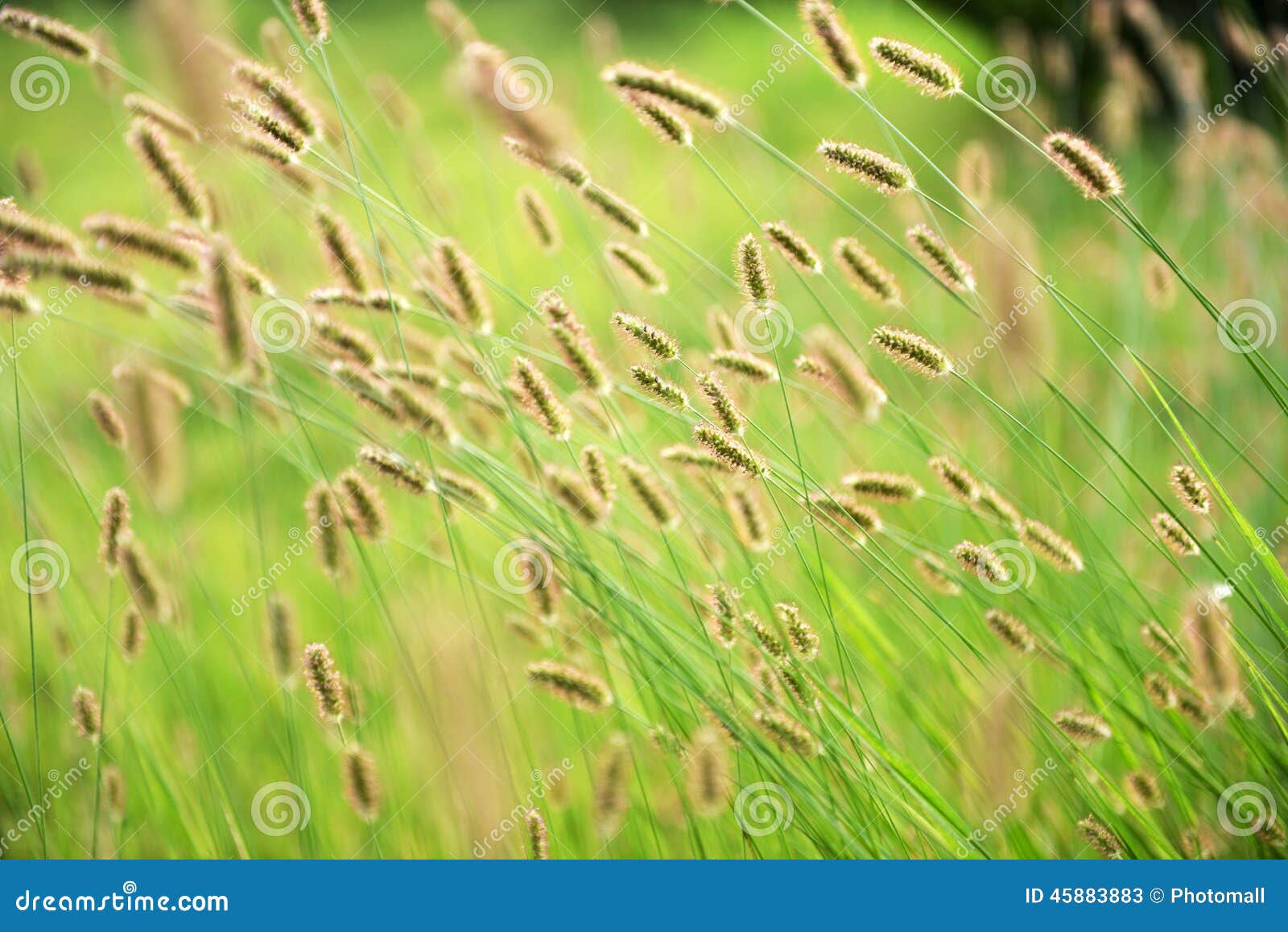 Dog's Tail Grass Stock Image | CartoonDealer.com #58940755
