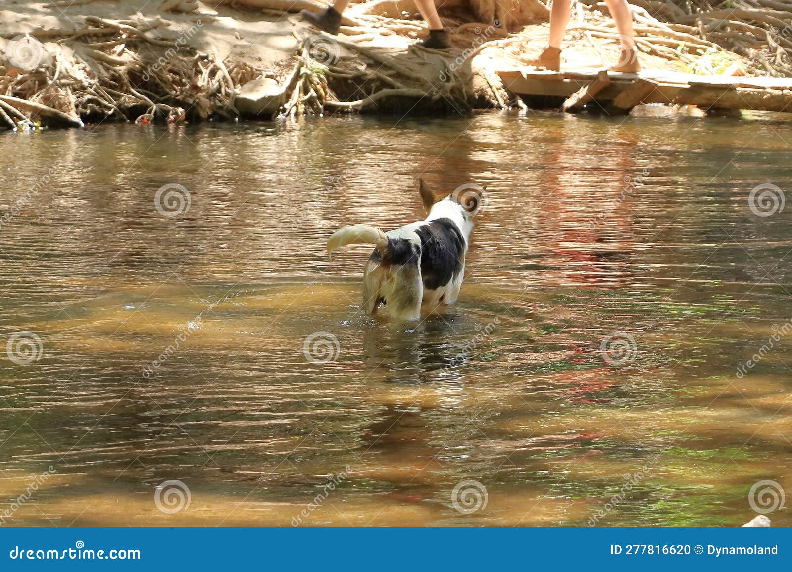 A Dog Takes a Bath in a Lake Stock Photo - Image of playing, cute ...