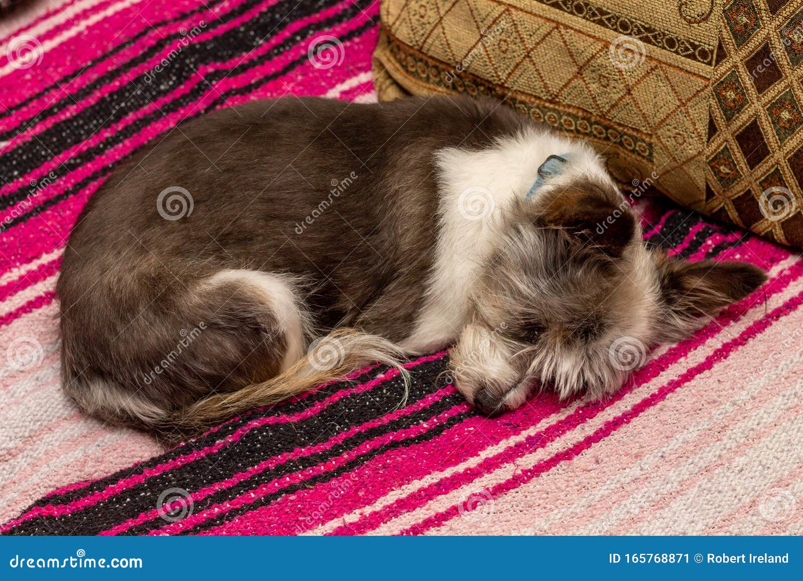 Dog taking a nap stock image. Image of indoor, cute - 165768871