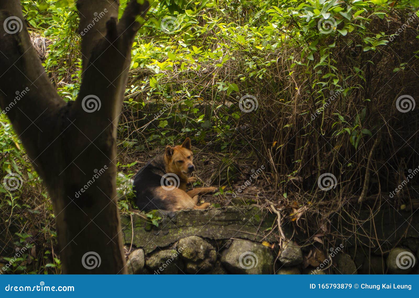 A Dog is Taking a Rest Under the Shadow of Trees. Stock Image - Image ...