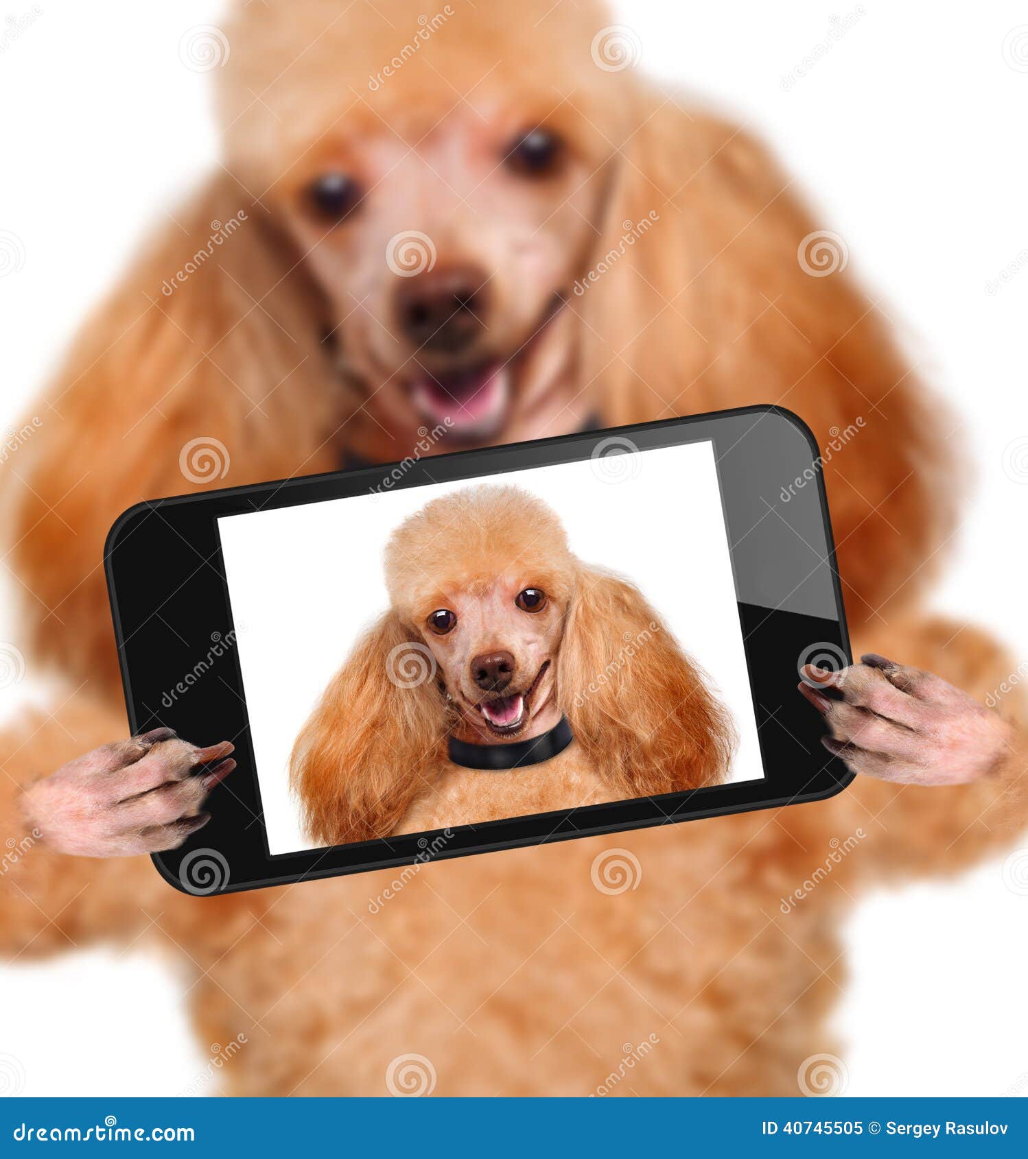 Dog Taking a Selfie with a Smartphone Stock Image - Image of lens, look ...