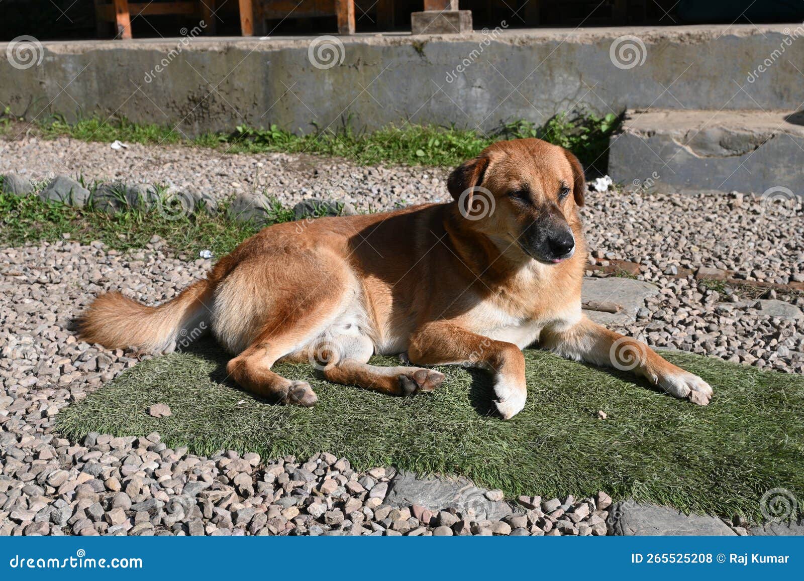 Dog taking Sun bath stock photo. Image of puppy, grass - 265525208
