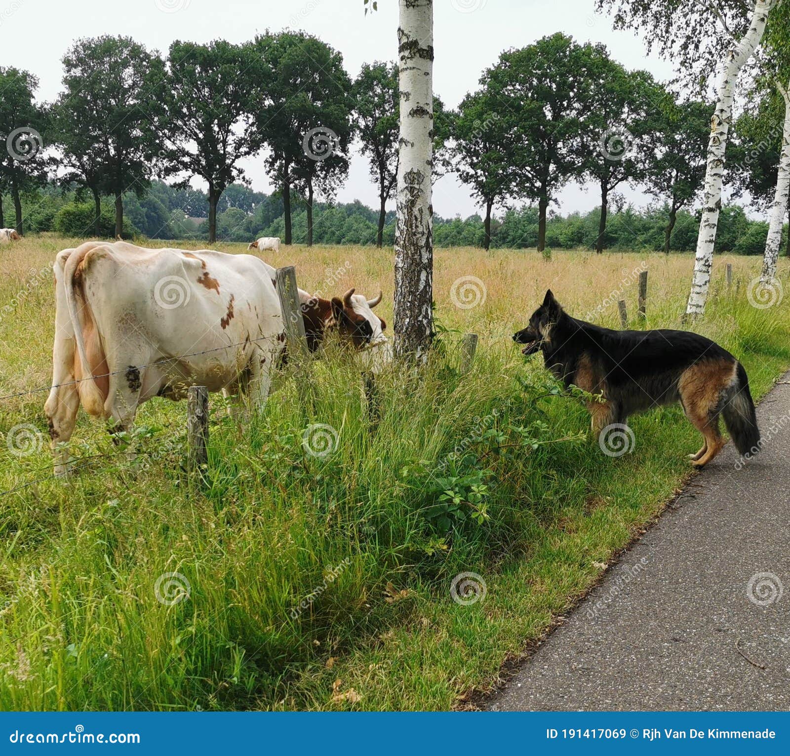 A dog talking to a cow stock image. Image of talking - 191417069