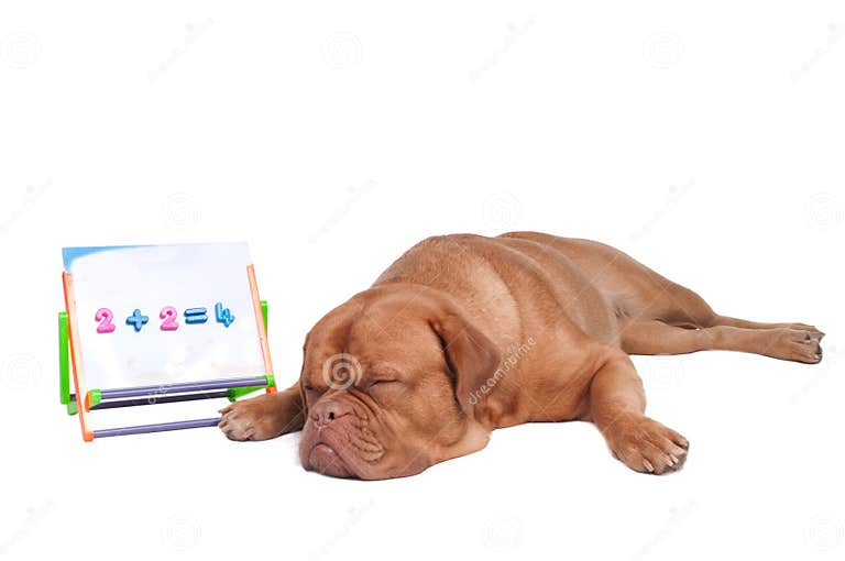 Dog teaching math stock image. Image of brown, breed - 17312385