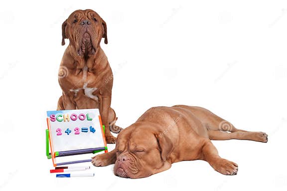 Dog teaching math stock image. Image of education, ideas - 17312387