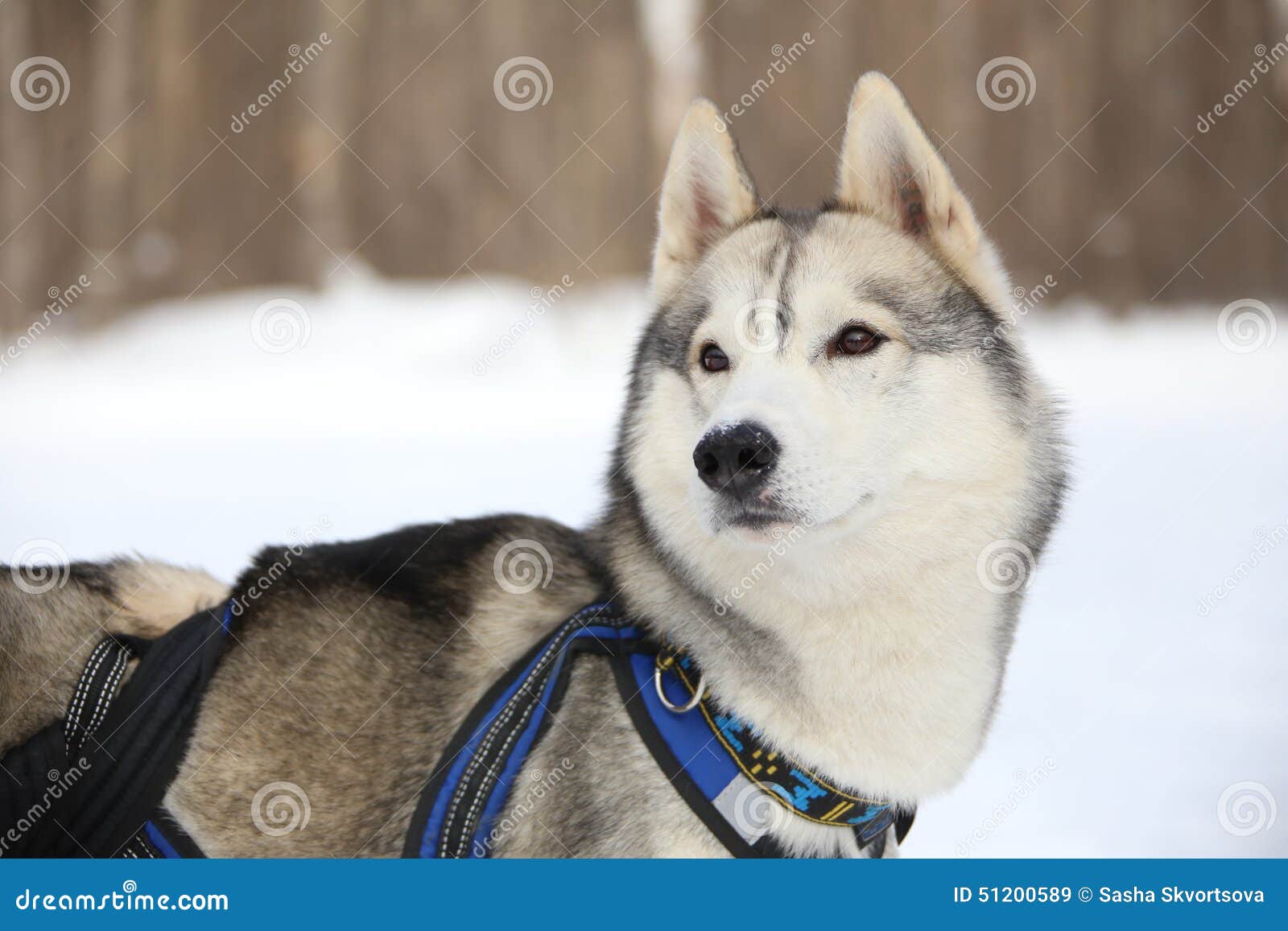 Dog Team Leader Listens Host Stock Image - Image of sports, huskies ...