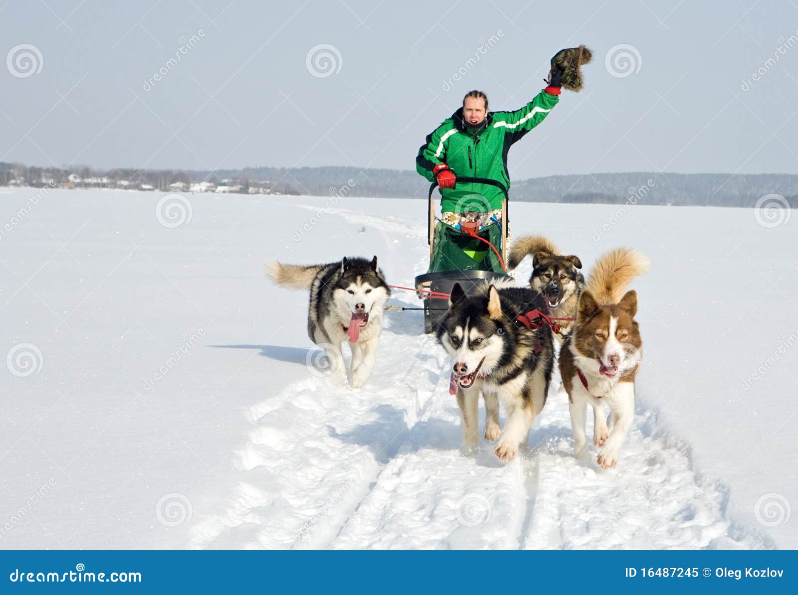 Dog team at work stock image. Image of sled, breed, northern - 16487245