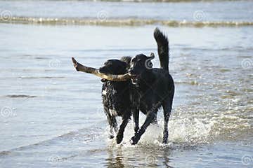 Dog Teamwork stock photo. Image of assist, play, water - 8293446