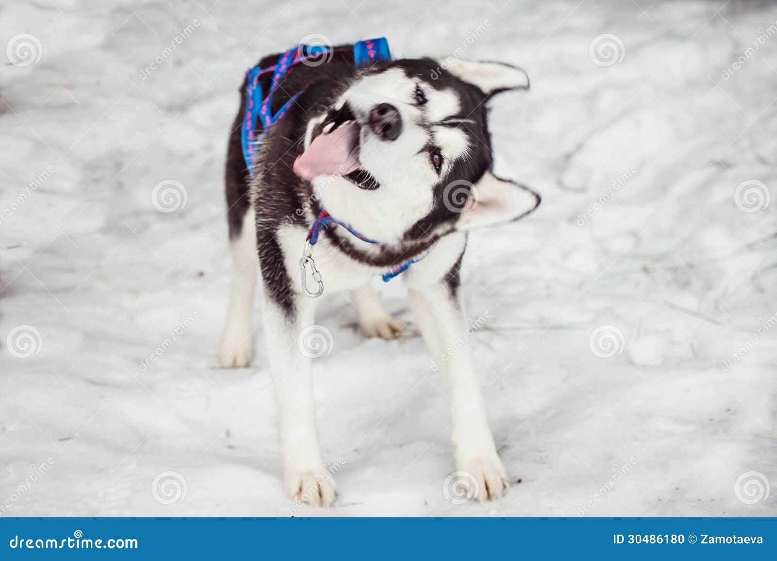 Dogs Haska Photos - Free & Royalty-Free Stock Photos from Dreamstime