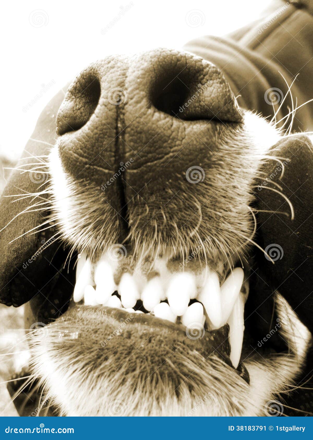 Dog teeth (13) stock image. Image of head, detail, fang - 38183791