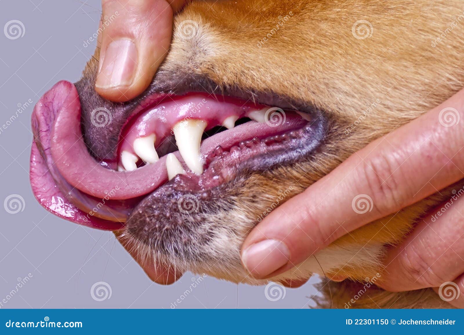 Dog teeth stock photo. Image of dangerous, collie, indoors - 22301150