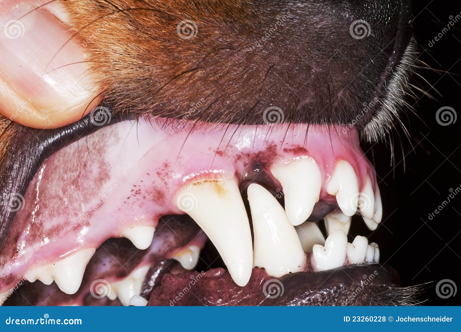 Dog teeth stock photo. Image of head, visual, care, young - 23260228